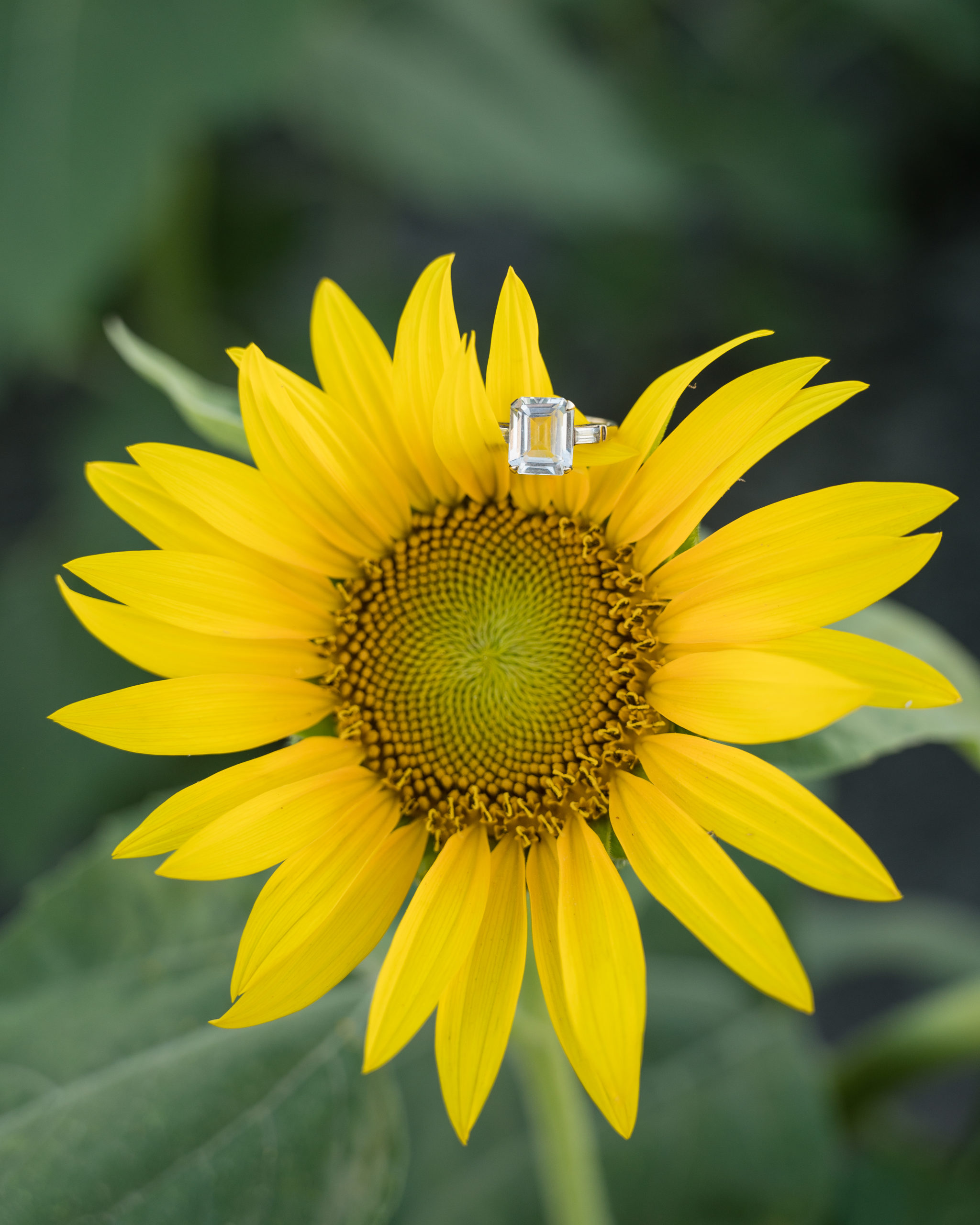 Sunflower Photo-Sesh in Whitewright, TX - Danni Lea Photo